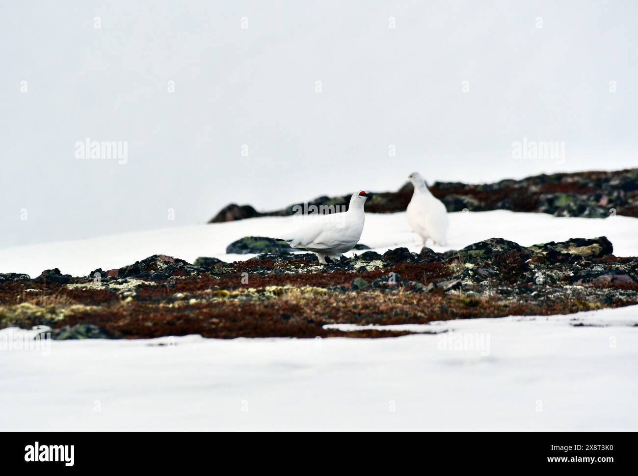 Norway, Varanger, Lagopus mutus, Rock Ptarmigans Stock Photo - Alamy