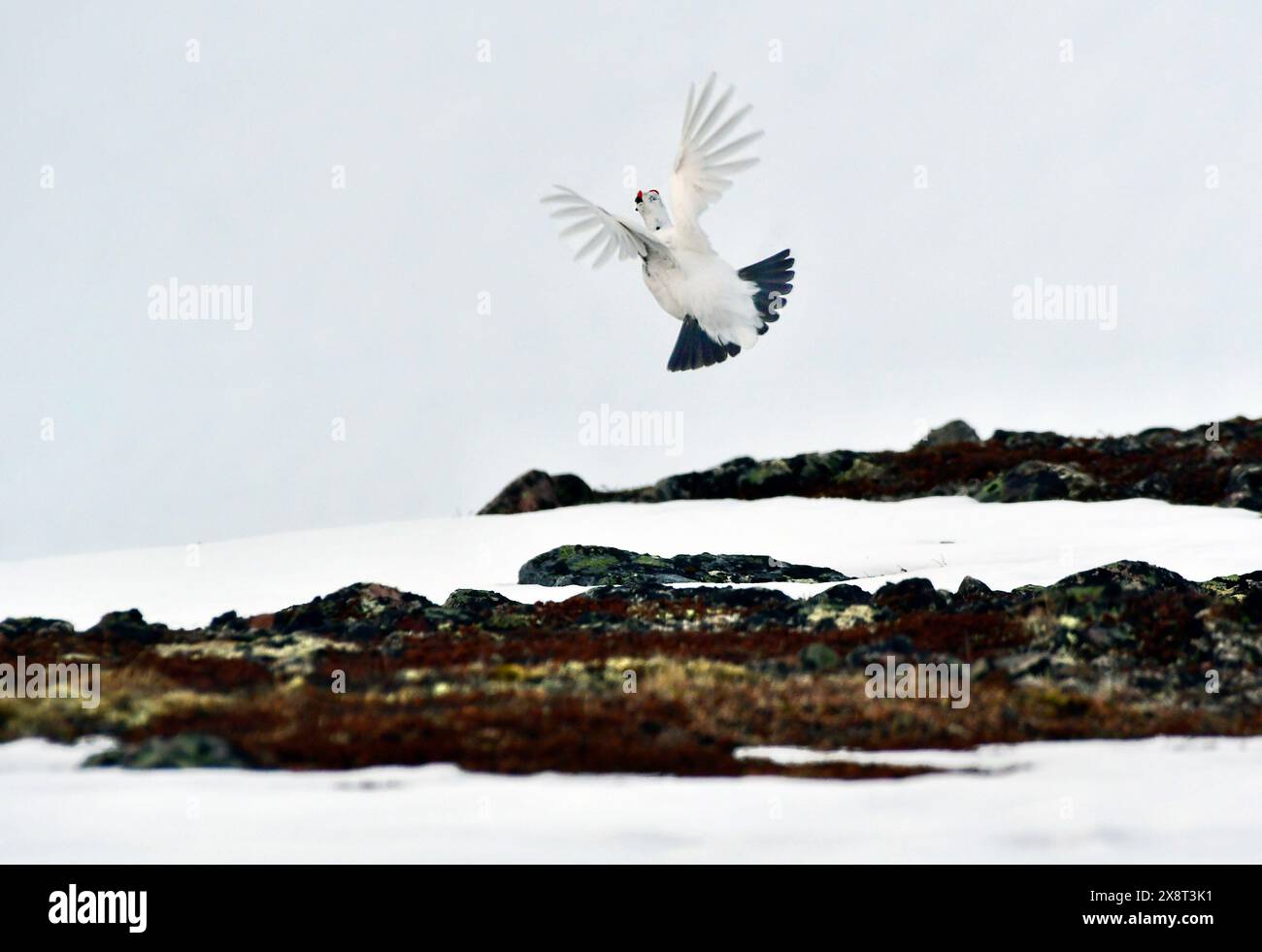 Norway, Varanger, Lagopus mutus, Rock Ptarmigan Stock Photo - Alamy
