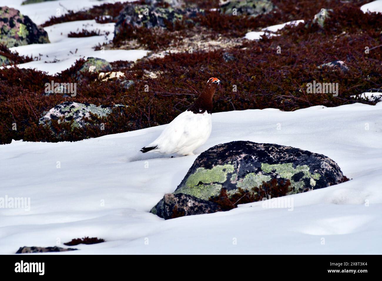 Norway, Varanger, Lagopus lagopus, Willow Ptarmigan Stock Photo - Alamy