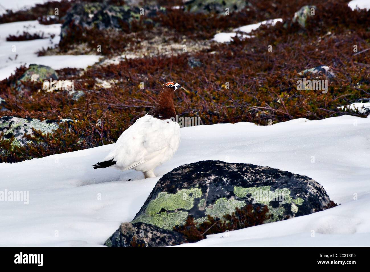 Norway, Varanger, Lagopus lagopus, Willow Ptarmigan Stock Photo - Alamy