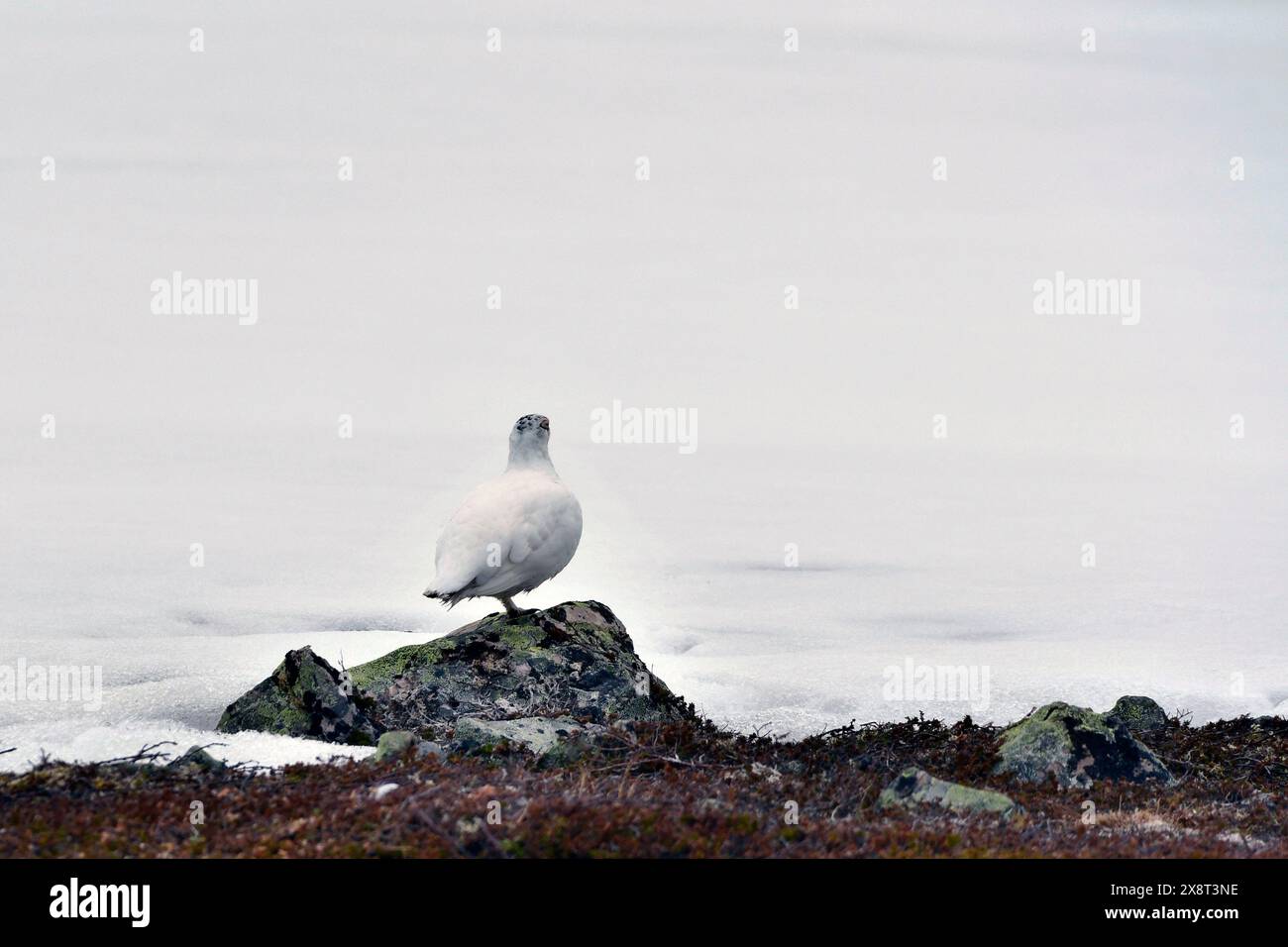 Norway, Varanger, Lagopus mutus, Rock Ptarmigan Stock Photo - Alamy