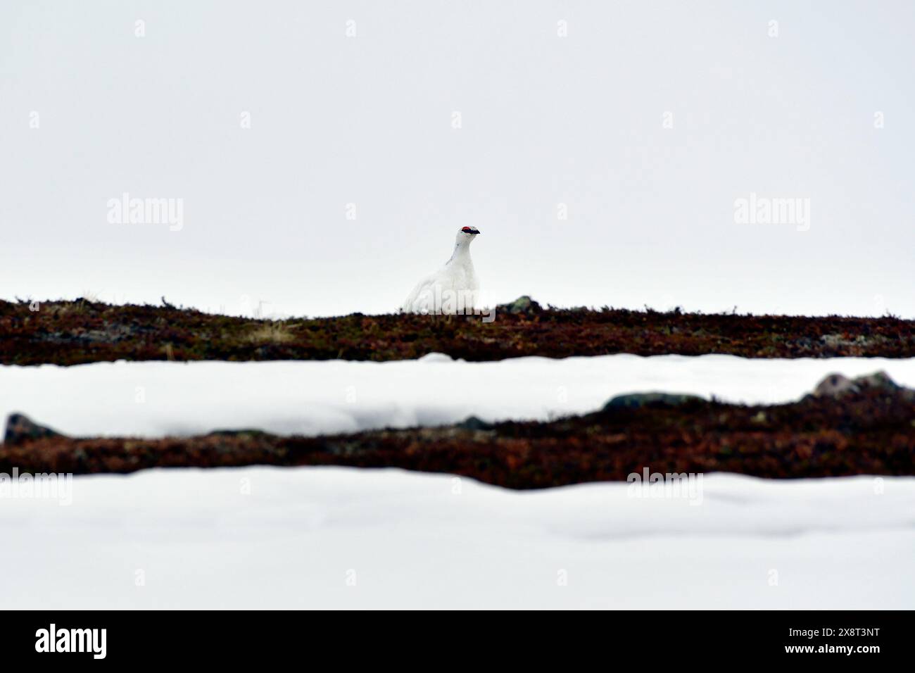 Norway, Varanger, Lagopus mutus, Rock Ptarmigan Stock Photo - Alamy