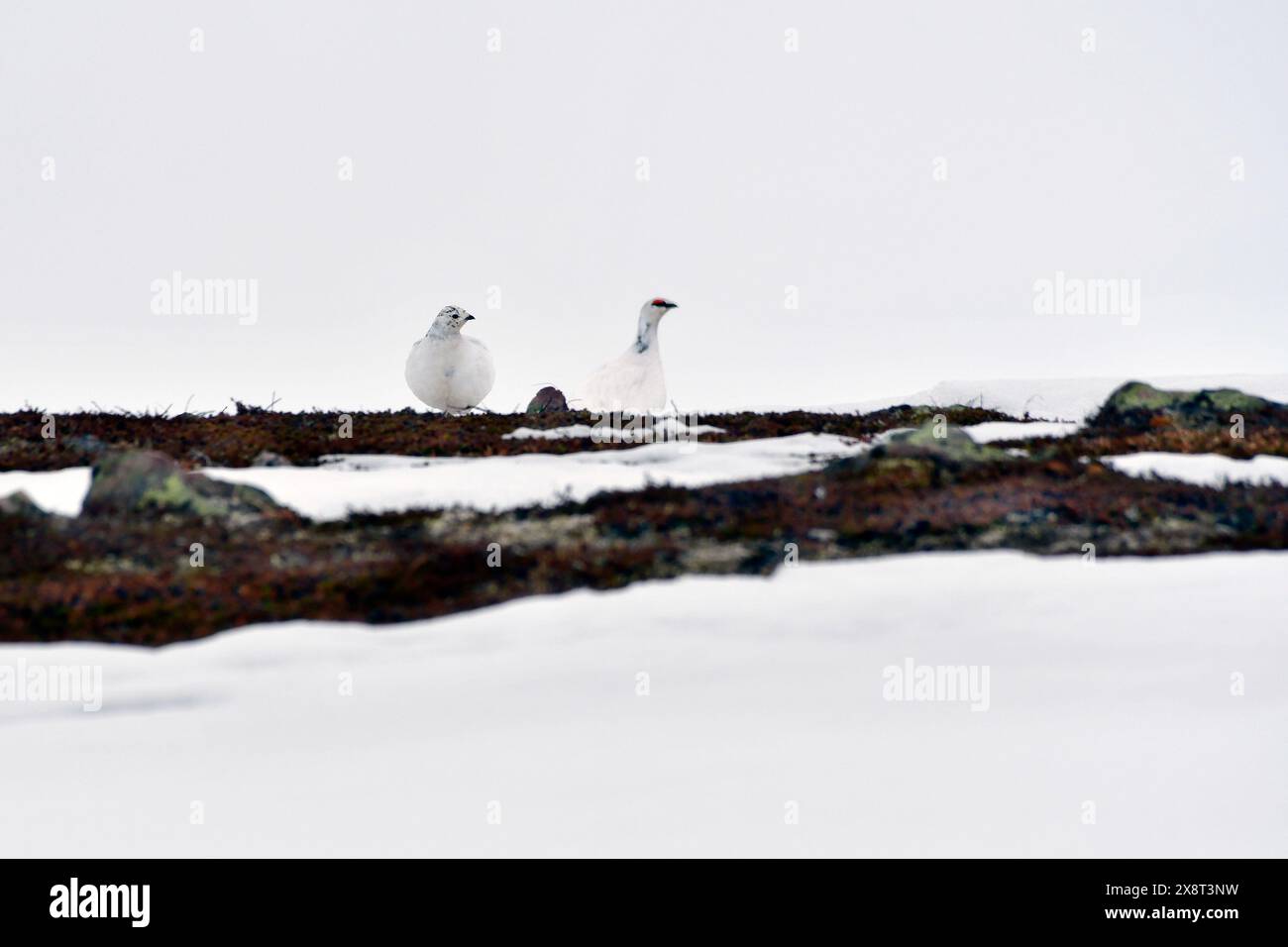 Norway, Varanger, Lagopus mutus, Rock Ptarmigans Stock Photo - Alamy