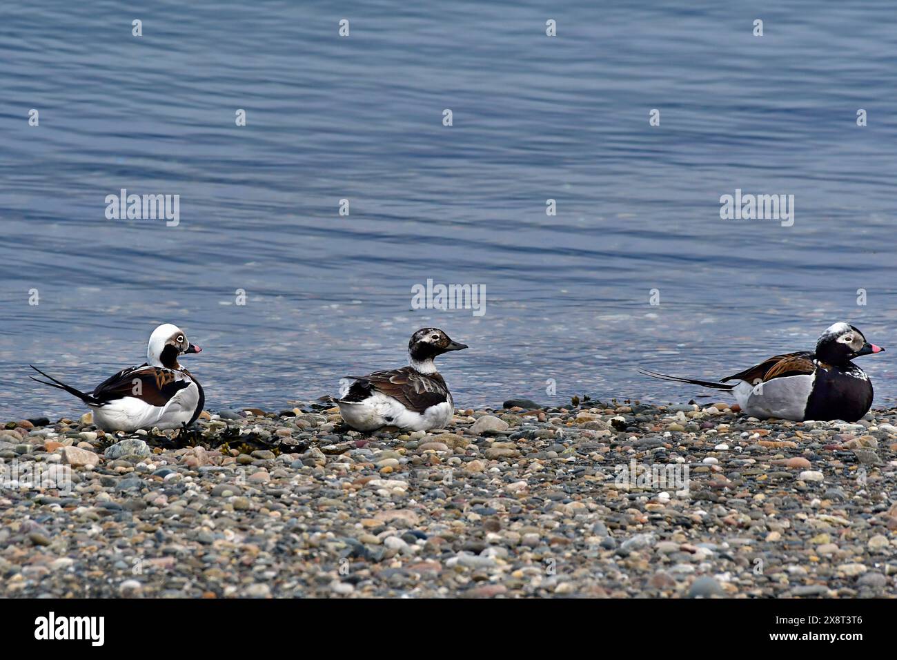 Norway, Varanger, Clangula hyemalis, Long-tailed Ducks Stock Photo - Alamy