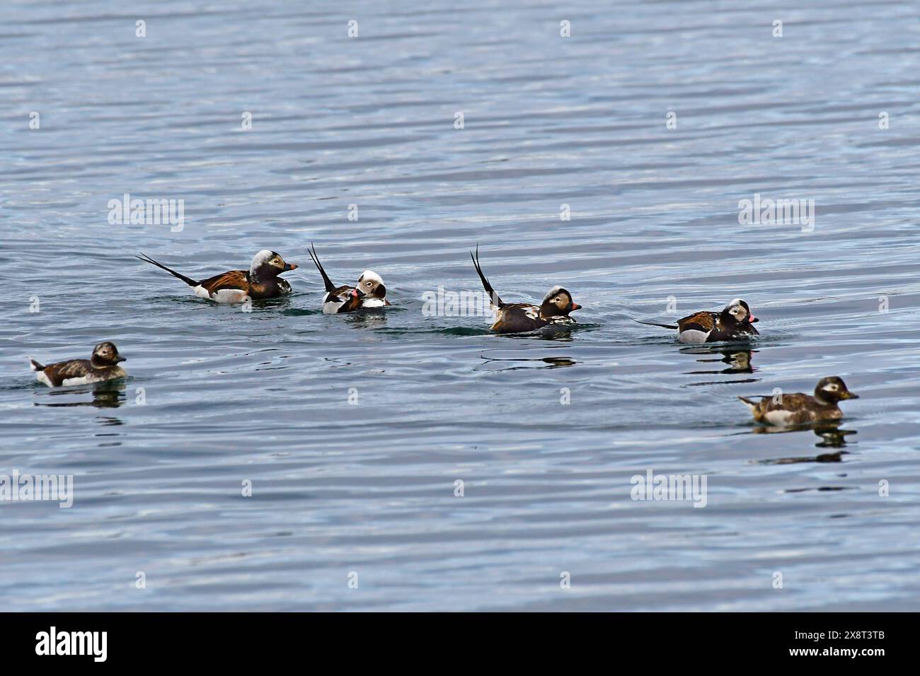 Norway, Varanger, Clangula hyemalis, Long-tailed Ducks Stock Photo - Alamy