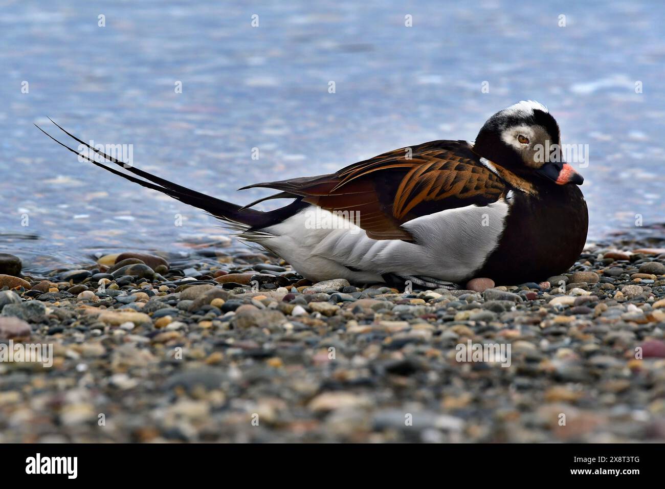 Norway, Varanger, Clangula hyemalis, Long-tailed Duck Stock Photo - Alamy