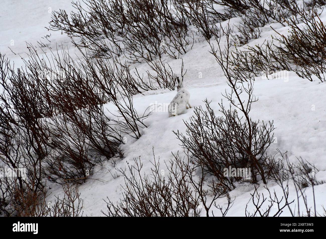 Norway, Varanger, Lepus timidus, Mountain Hare Stock Photo - Alamy