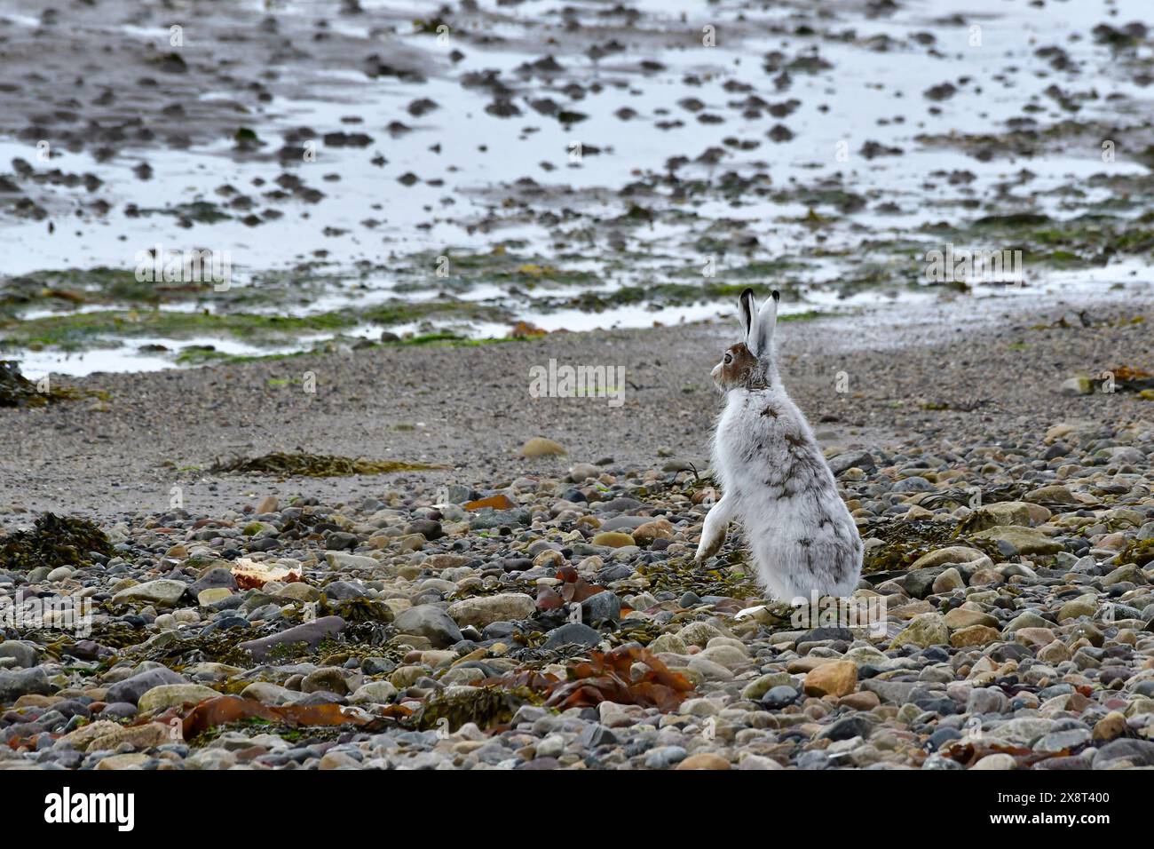 Norway, Varanger, Lepus timidus, Mountain Hare Stock Photo - Alamy