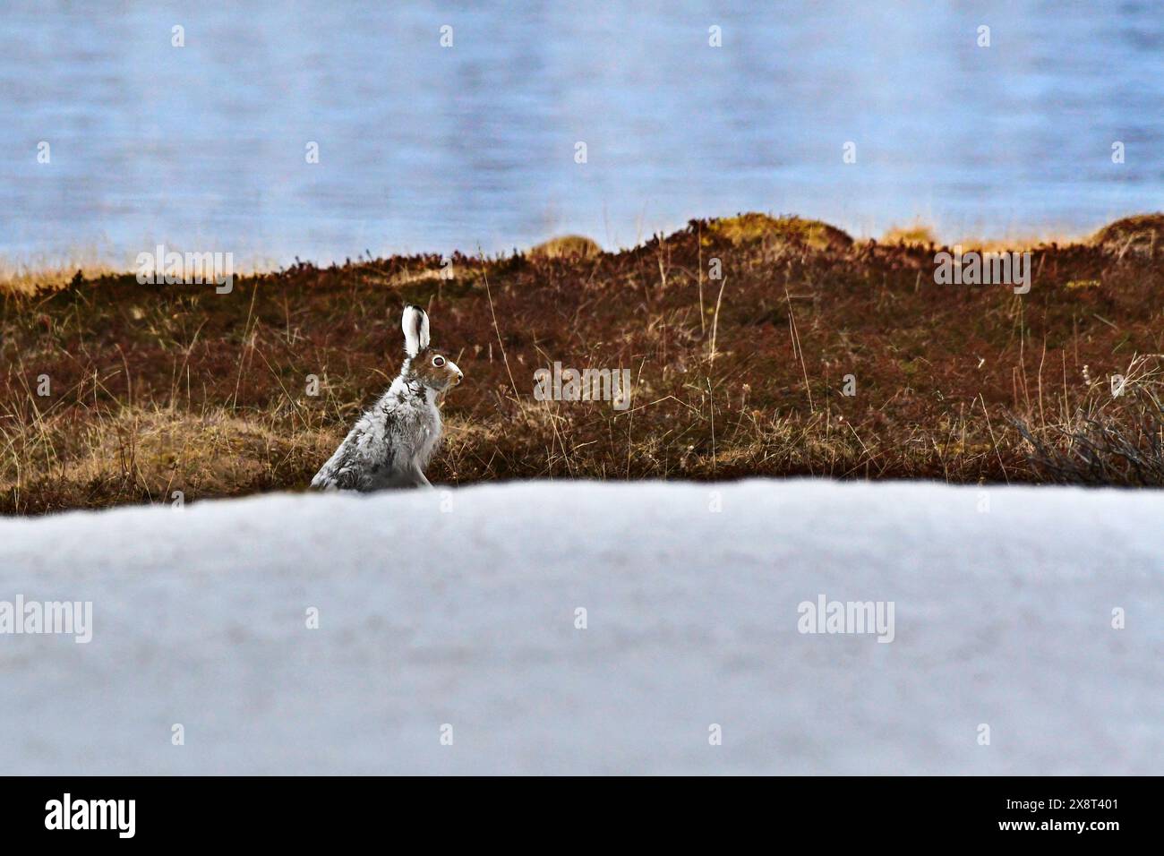 Norway, Varanger, Lepus timidus, Mountain Hare Stock Photo - Alamy