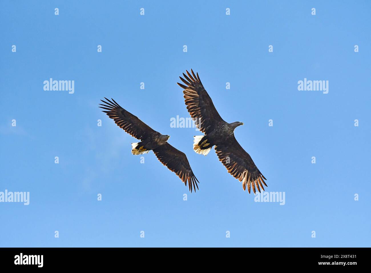 Flying white tailed eagles hi-res stock photography and images - Alamy