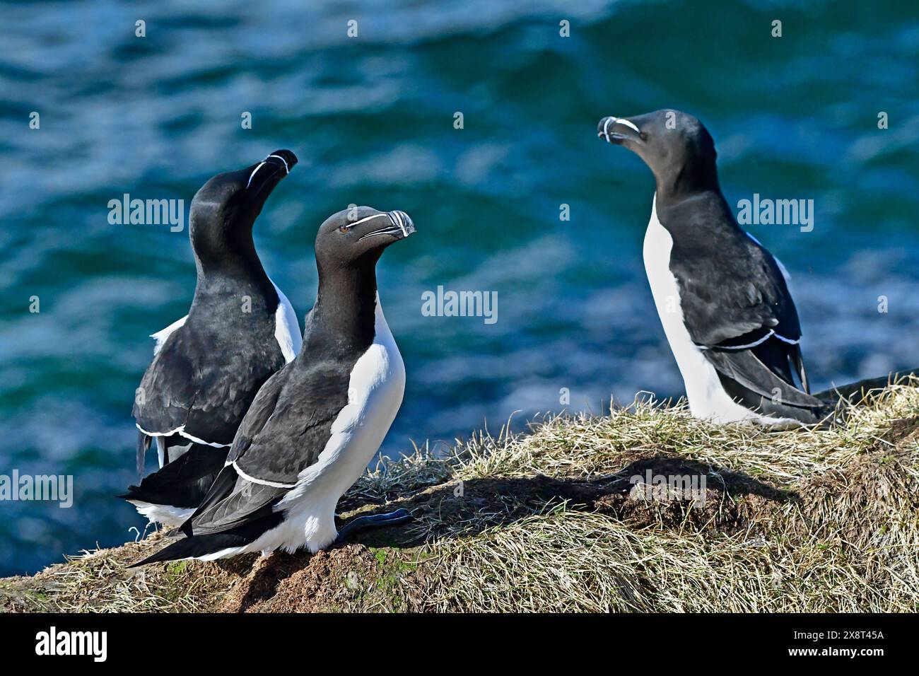 Fauna of norway hi-res stock photography and images - Alamy