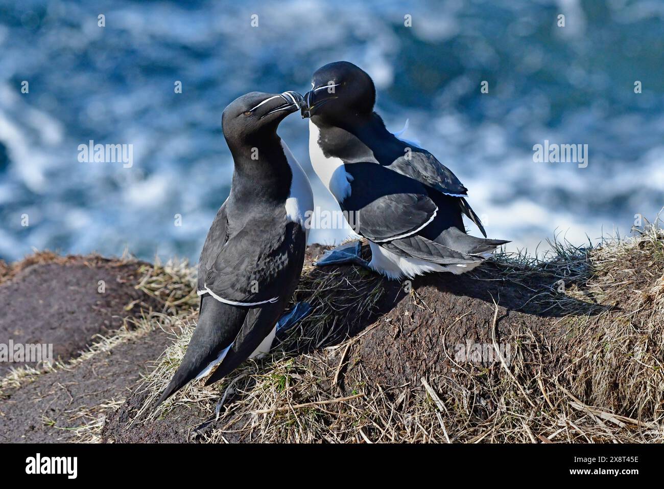Fauna of norway hi-res stock photography and images - Alamy