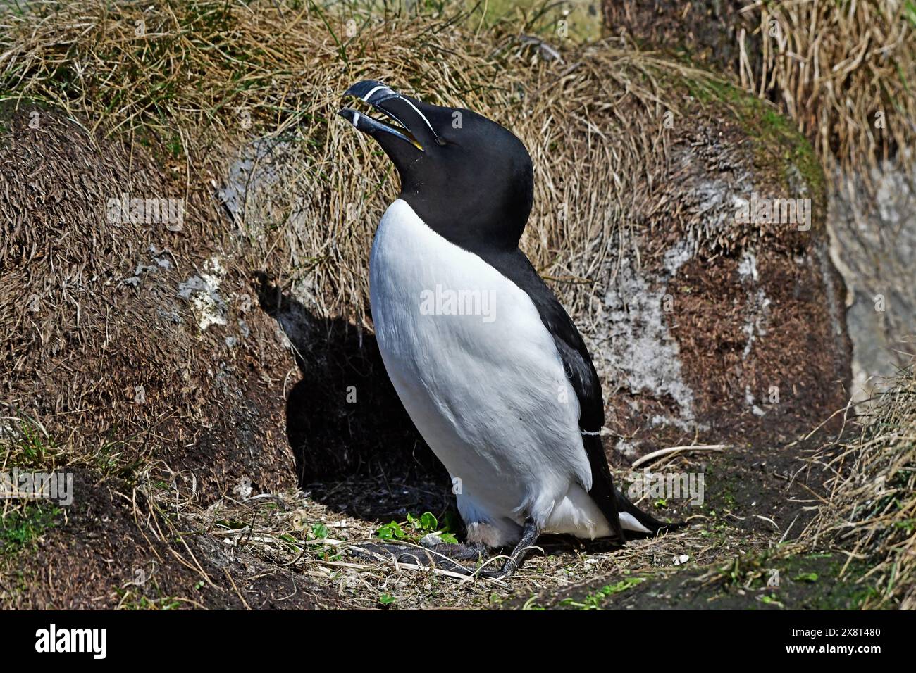 Norway, Hornoia, Alca torda, Razorbill Stock Photo - Alamy
