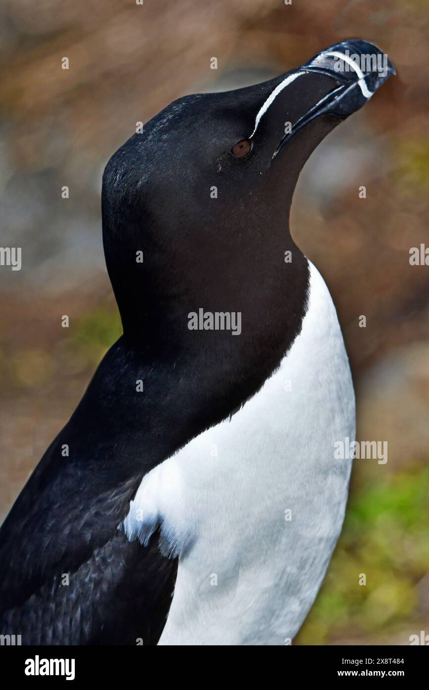 Norway, Hornoia, Alca torda, Razorbill Stock Photo - Alamy