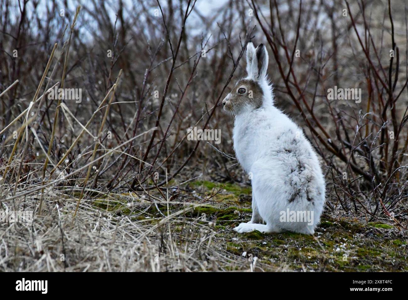 Norway,Varanger, Mountain Hare (Lepus timidus Stock Photo - Alamy