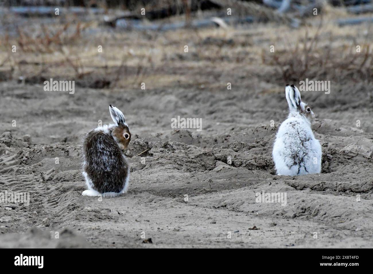 Norway,Varanger, Mountain Hare (Lepus timidus Stock Photo - Alamy