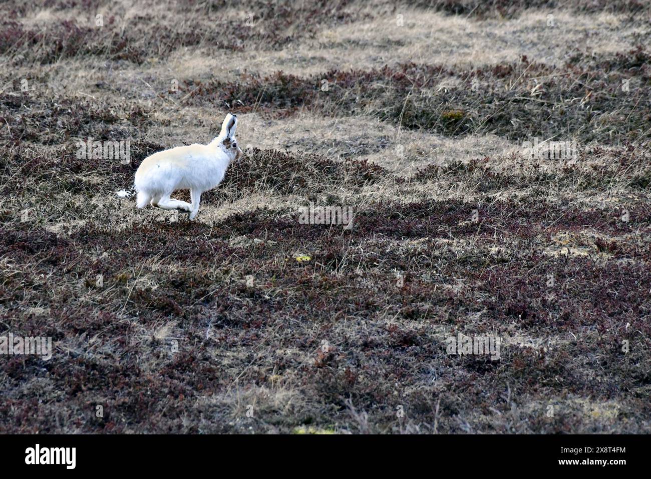 Norway,Varanger, Mountain Hare (Lepus timidus Stock Photo - Alamy