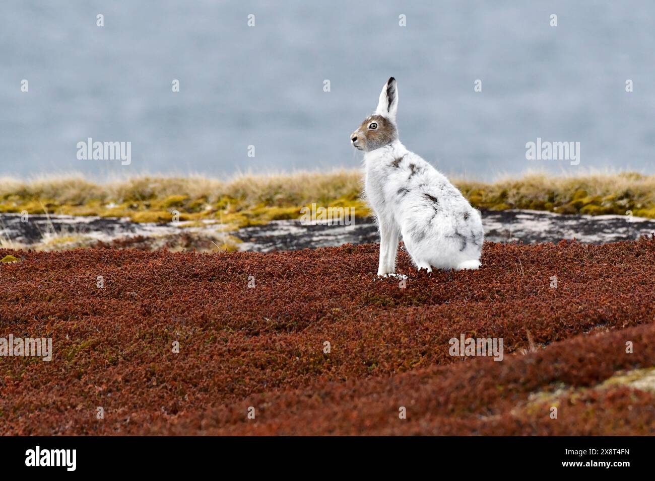 Norway,Varanger, Mountain Hare (Lepus timidus Stock Photo - Alamy