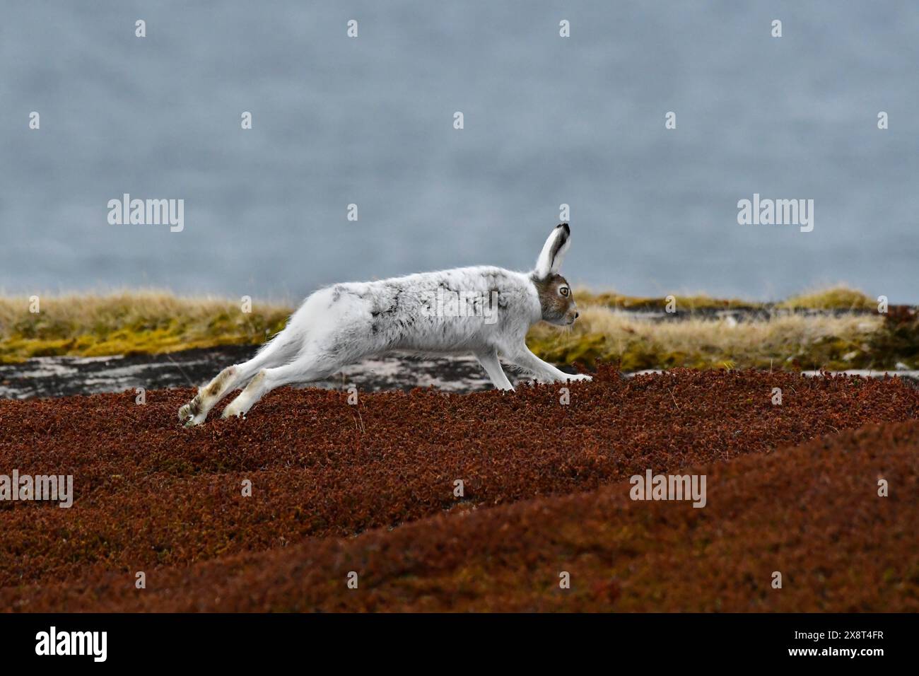 Norway,Varanger, Mountain Hare (Lepus timidus Stock Photo - Alamy