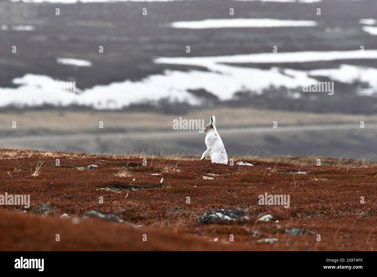 Norway,Varanger, Mountain Hare (Lepus timidus Stock Photo - Alamy
