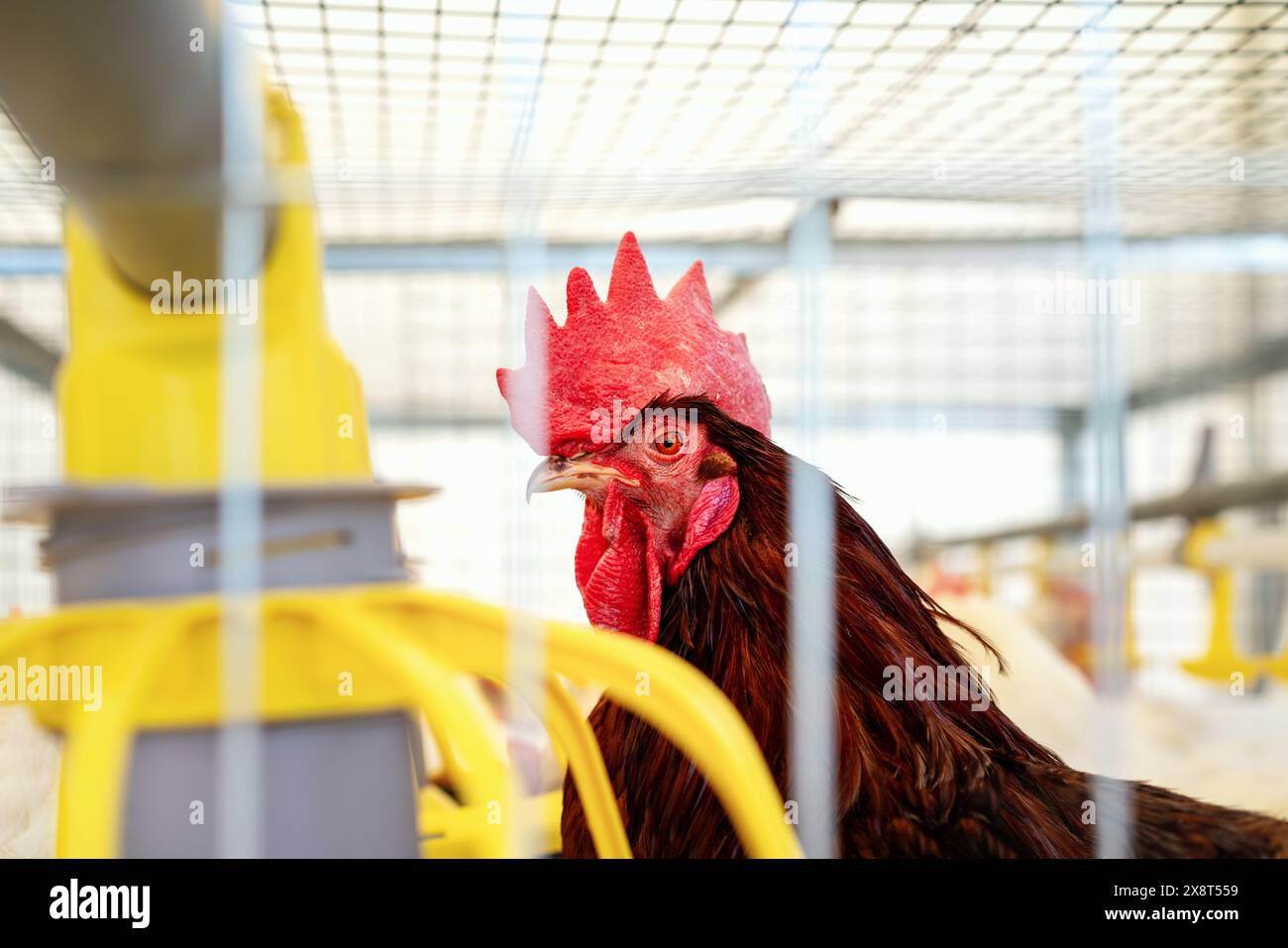 Portrait of ISA brown rooster in egg production poultry farm Stock ...