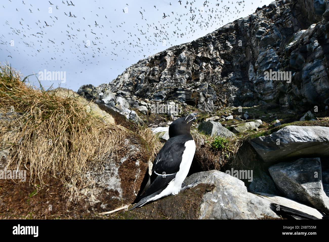 Norway, Hornoia, birds Stock Photo - Alamy