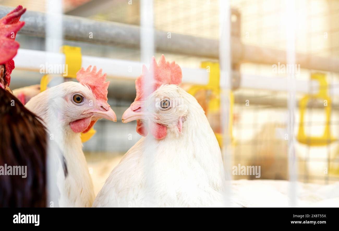 Dekalb white hens in egg production poultry farm. Laying hens in the ...