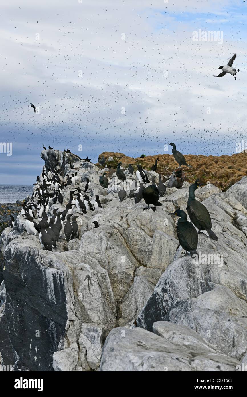 Multitude birds hi-res stock photography and images - Alamy