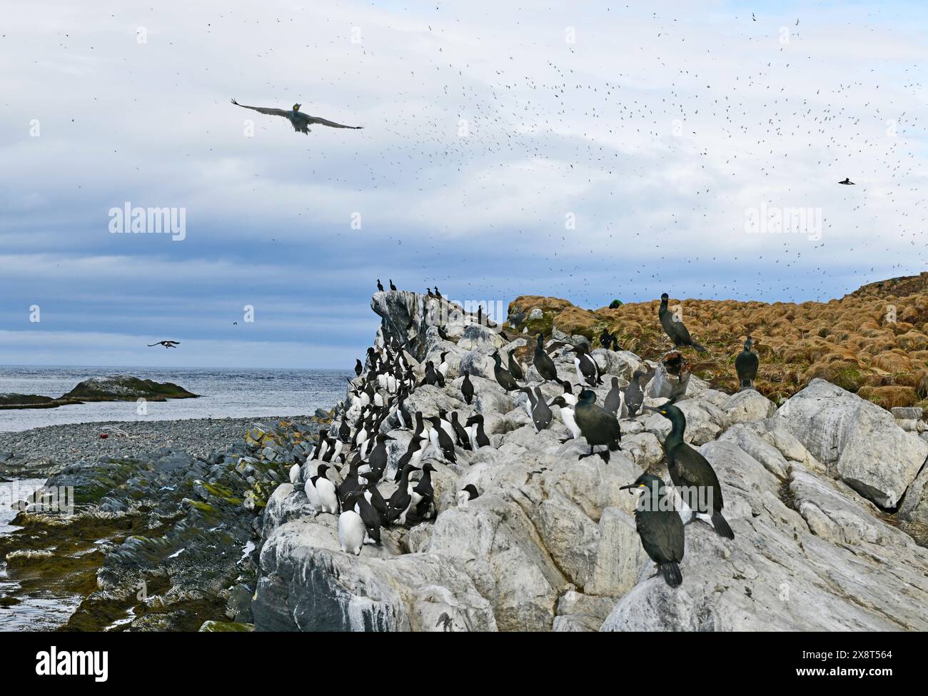 Norway, Hornoia, birds Stock Photo - Alamy