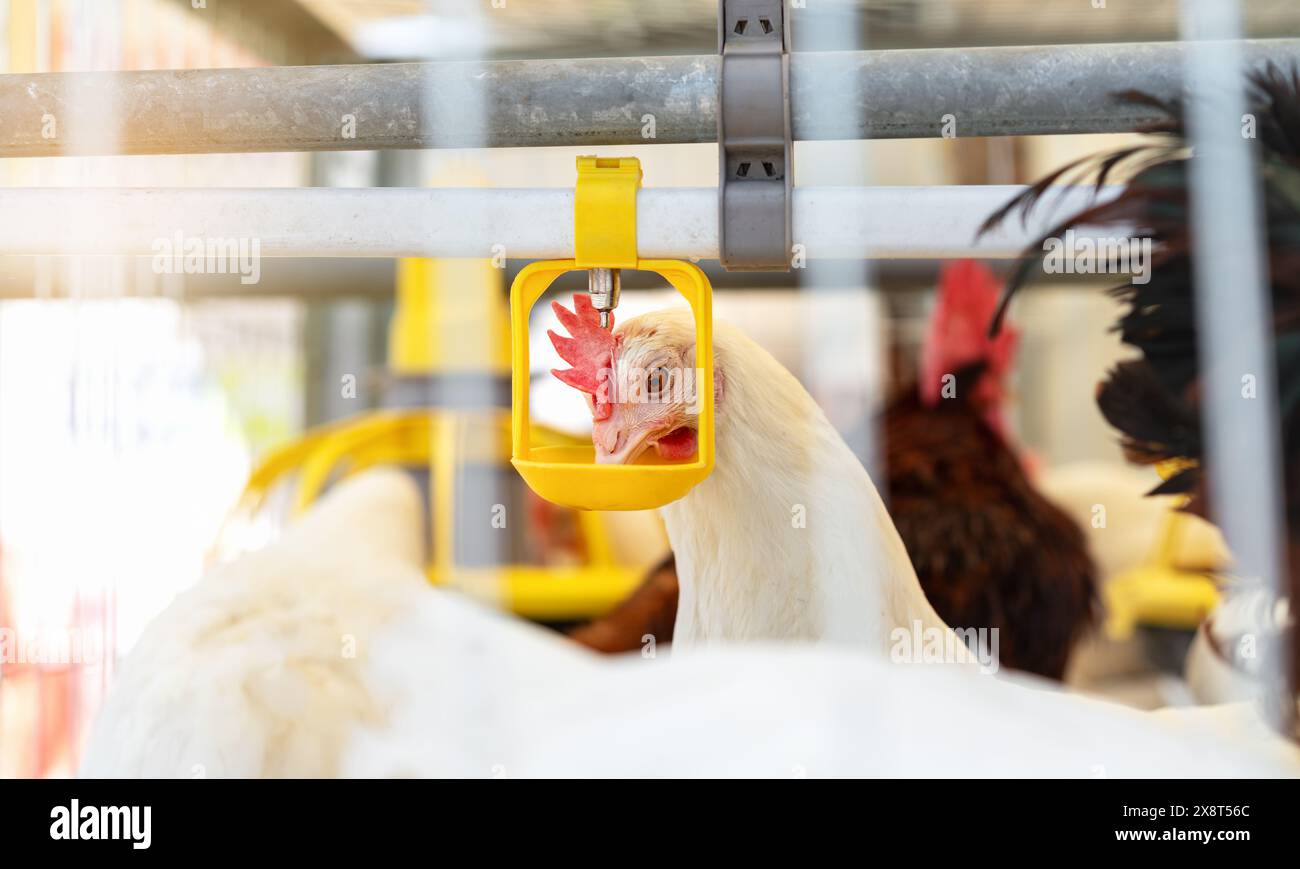 Dekalb white hen drinking water from dispenser in egg production ...