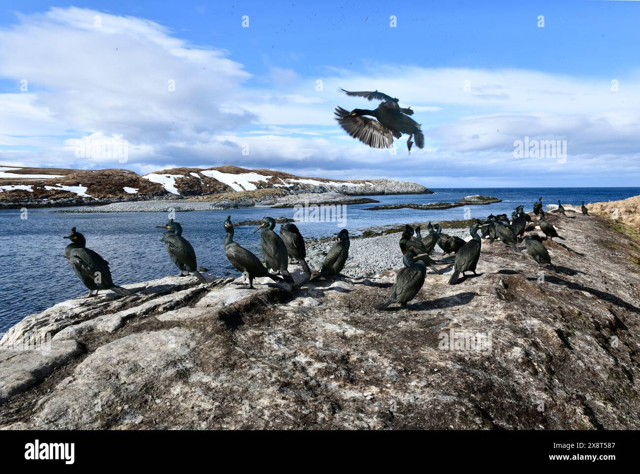 Crowd of shags hi-res stock photography and images - Alamy