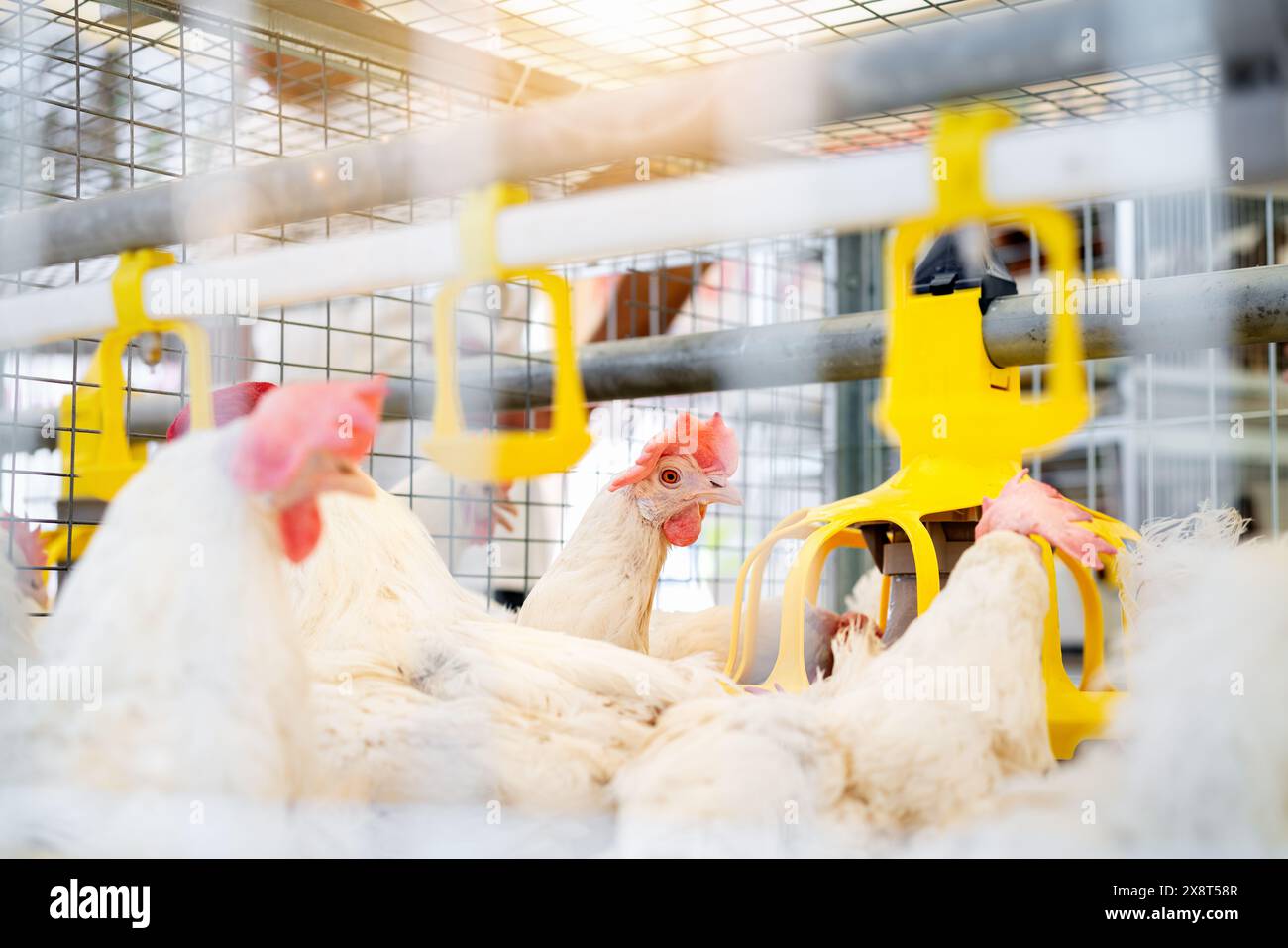 Dekalb white hens in egg production poultry farm Stock Photo - Alamy