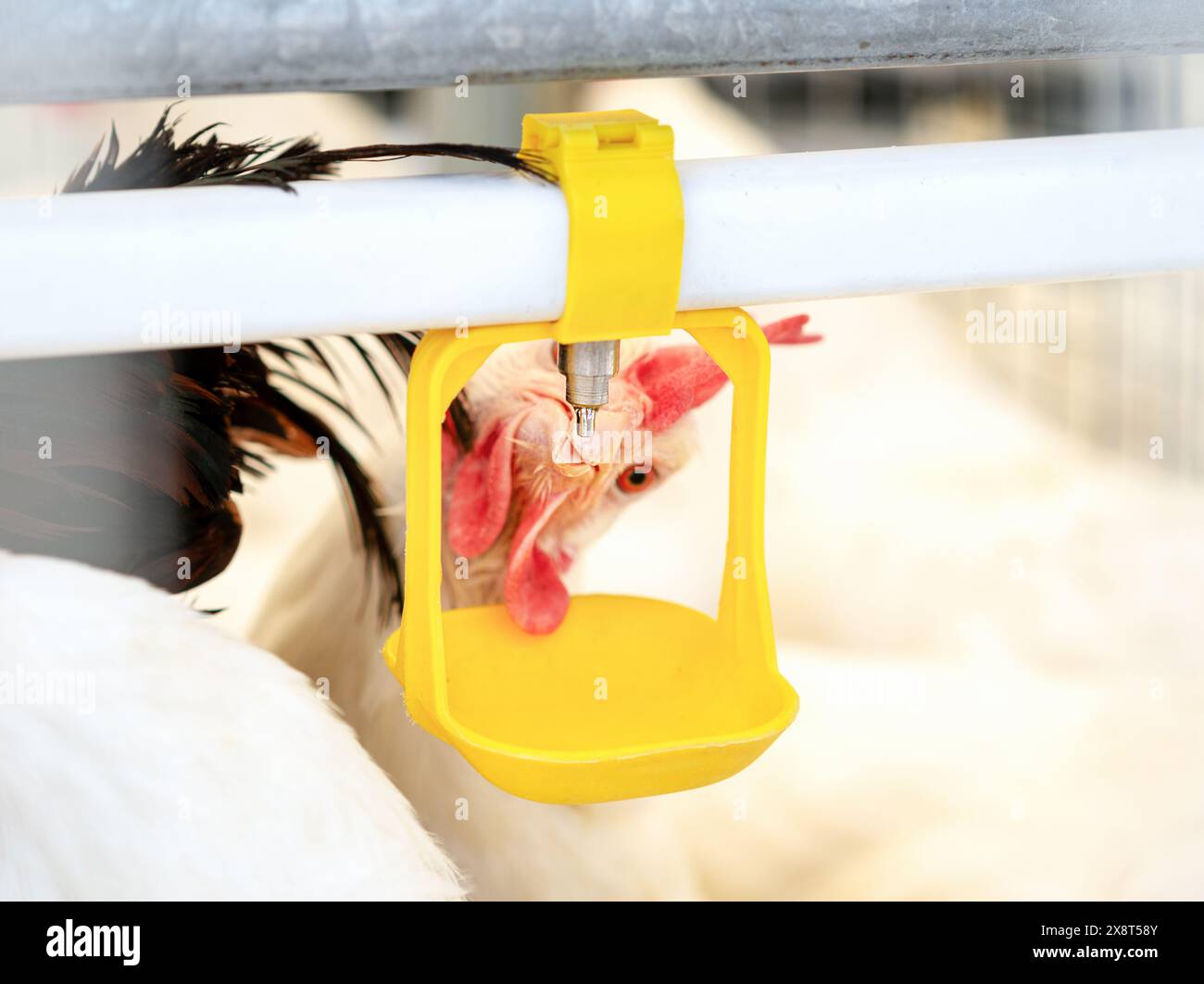 Water drinking dispenser system in poultry. Hen drinking water closeup ...