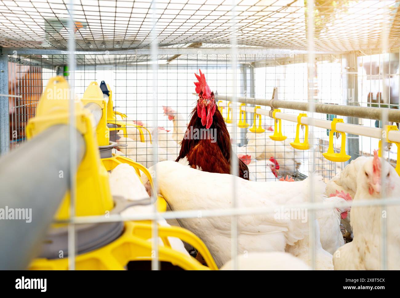 ISA brown rooster and Dekalb white hens in a mobile cage in egg ...