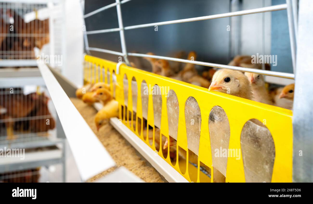 ISA brown day-old layer chicks in the cage rearing system Stock Photo ...