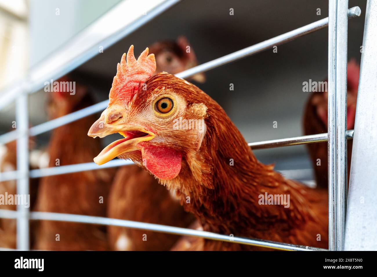 High quality closeup photo of brown hen in poultry. Close-up portrait ...
