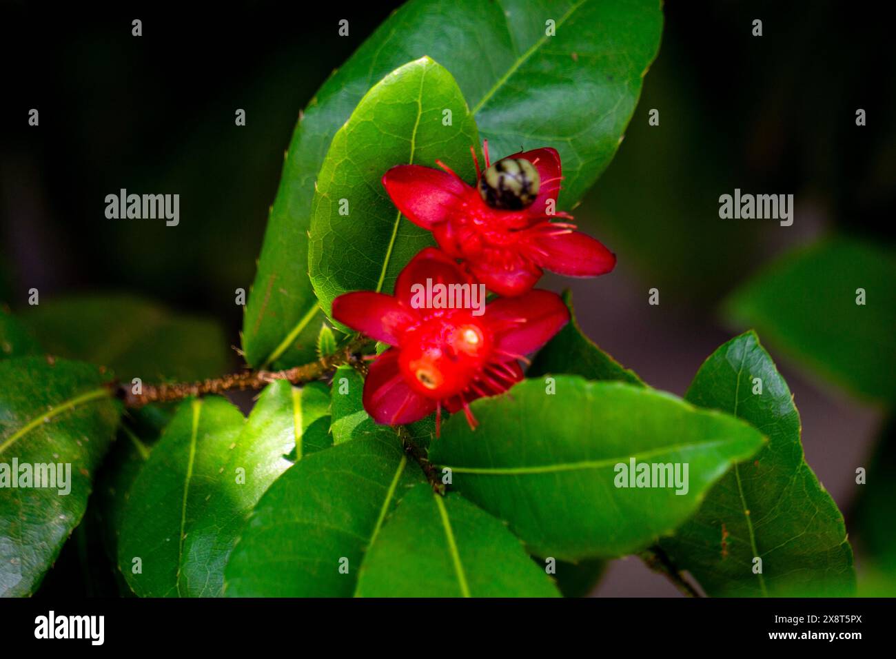 Ochna serrulata (small-leaved plane, carnival ochna, bird's eye bush ...