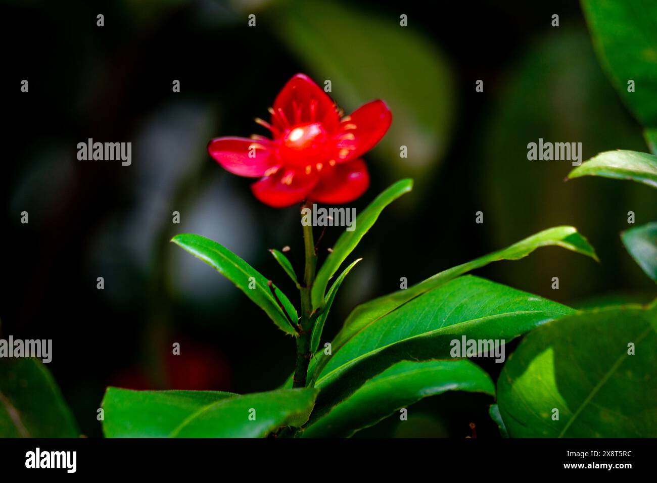 Ochna serrulata (small-leaved plane, carnival ochna, bird's eye bush ...