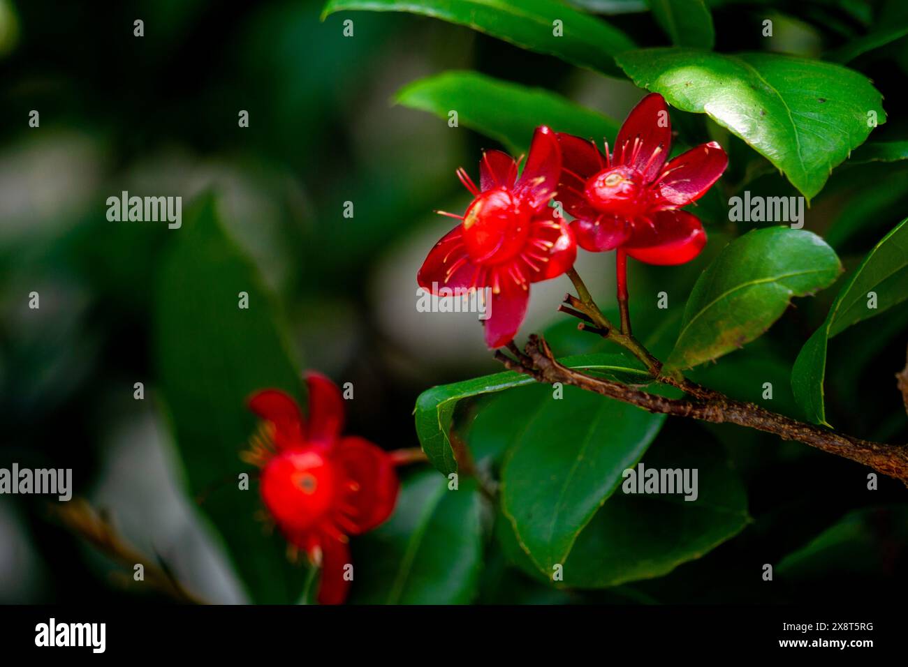 Ochna serrulata (small-leaved plane, carnival ochna, bird's eye bush ...