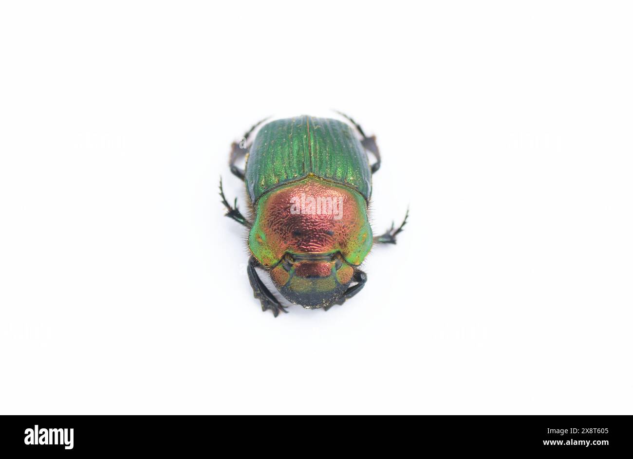 female Phanaeus igneus - is a North American scarab dung beetle Front ...
