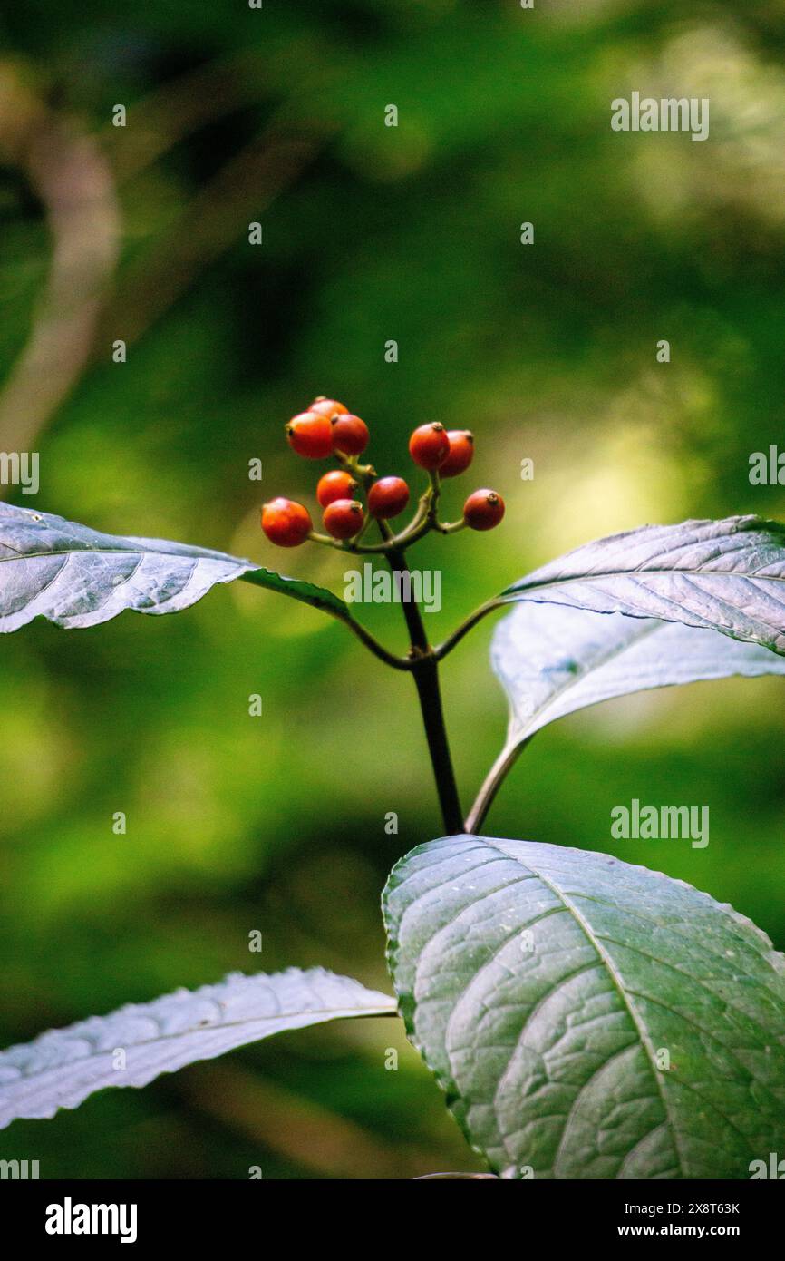 Palicourea racemosa. This plant grow in forest and woodland, savanna ...