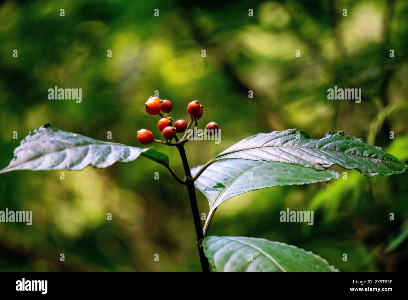 Palicourea racemosa. This plant grow in forest and woodland, savanna ...