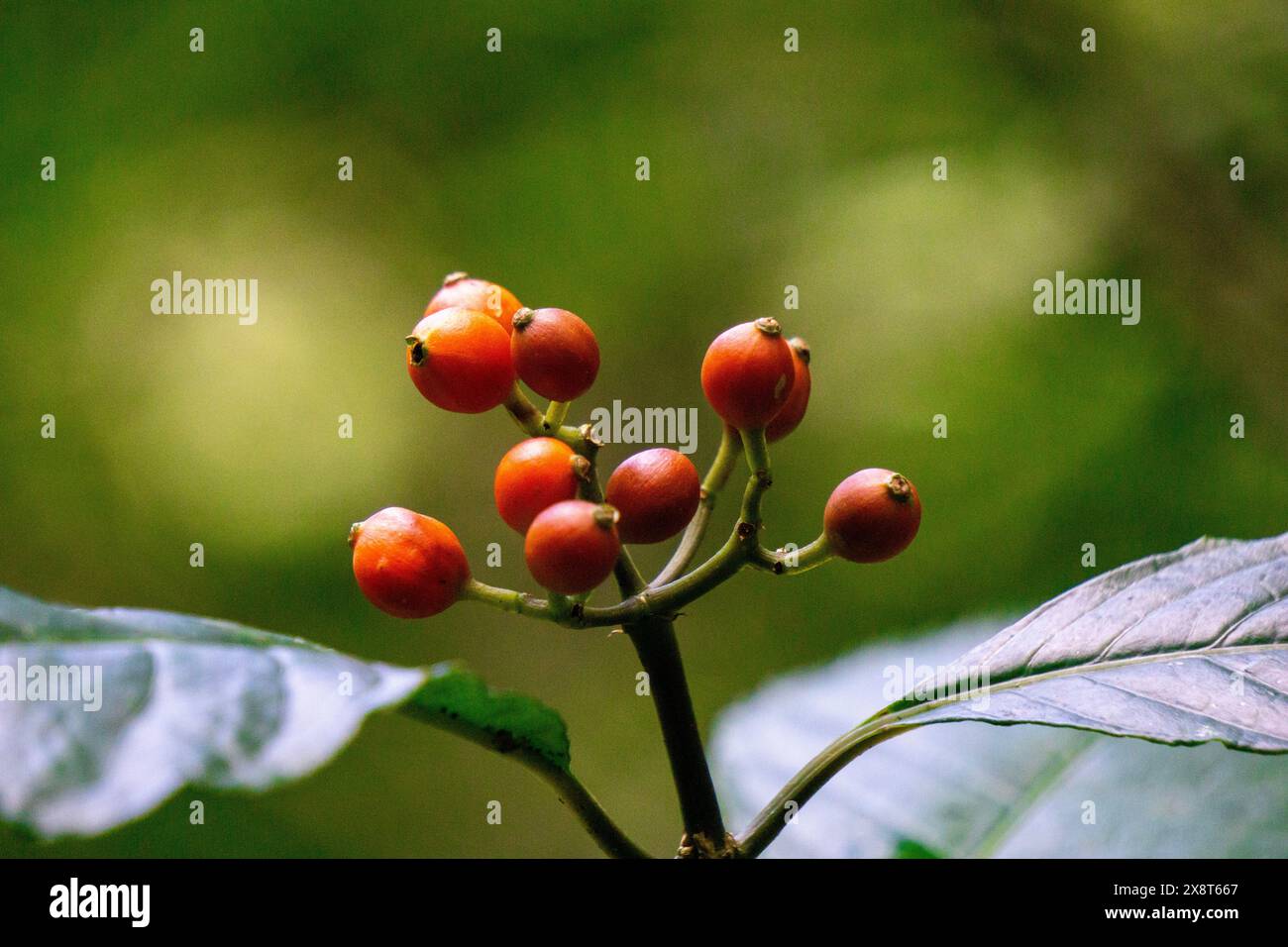 Palicourea racemosa. This plant grow in forest and woodland, savanna ...