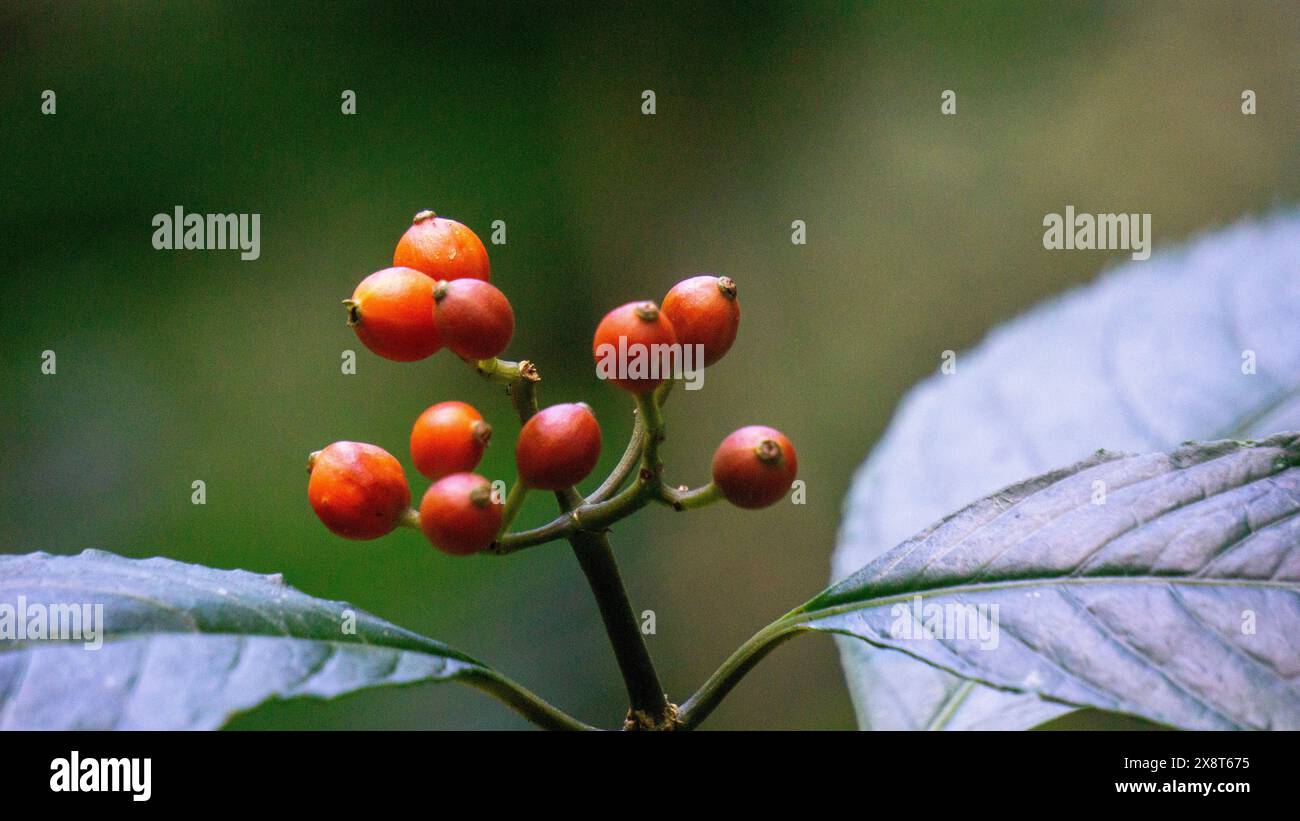 Palicourea racemosa. This plant grow in forest and woodland, savanna ...