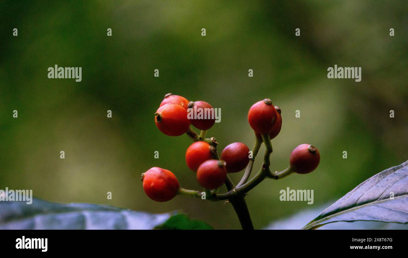 Palicourea racemosa. This plant grow in forest and woodland, savanna ...