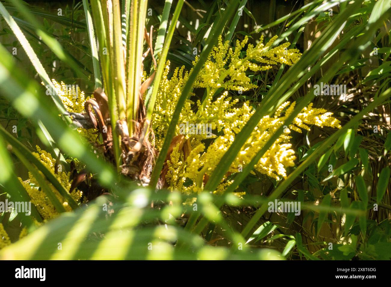 Trachycarpus Fortunei Palm Tree. Hardy Palm Tree that can be grown in ...