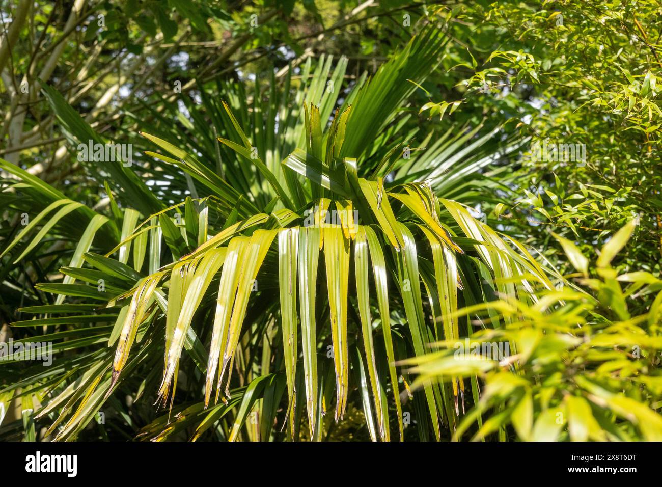 Trachycarpus Fortunei Palm Tree. Hardy Palm Tree that can be grown in ...