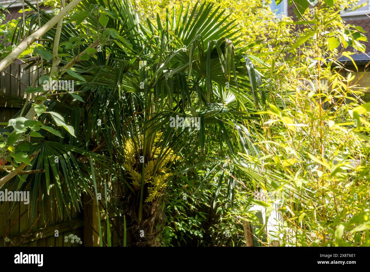 Trachycarpus Fortunei Palm Tree. Hardy Palm Tree that can be grown in ...