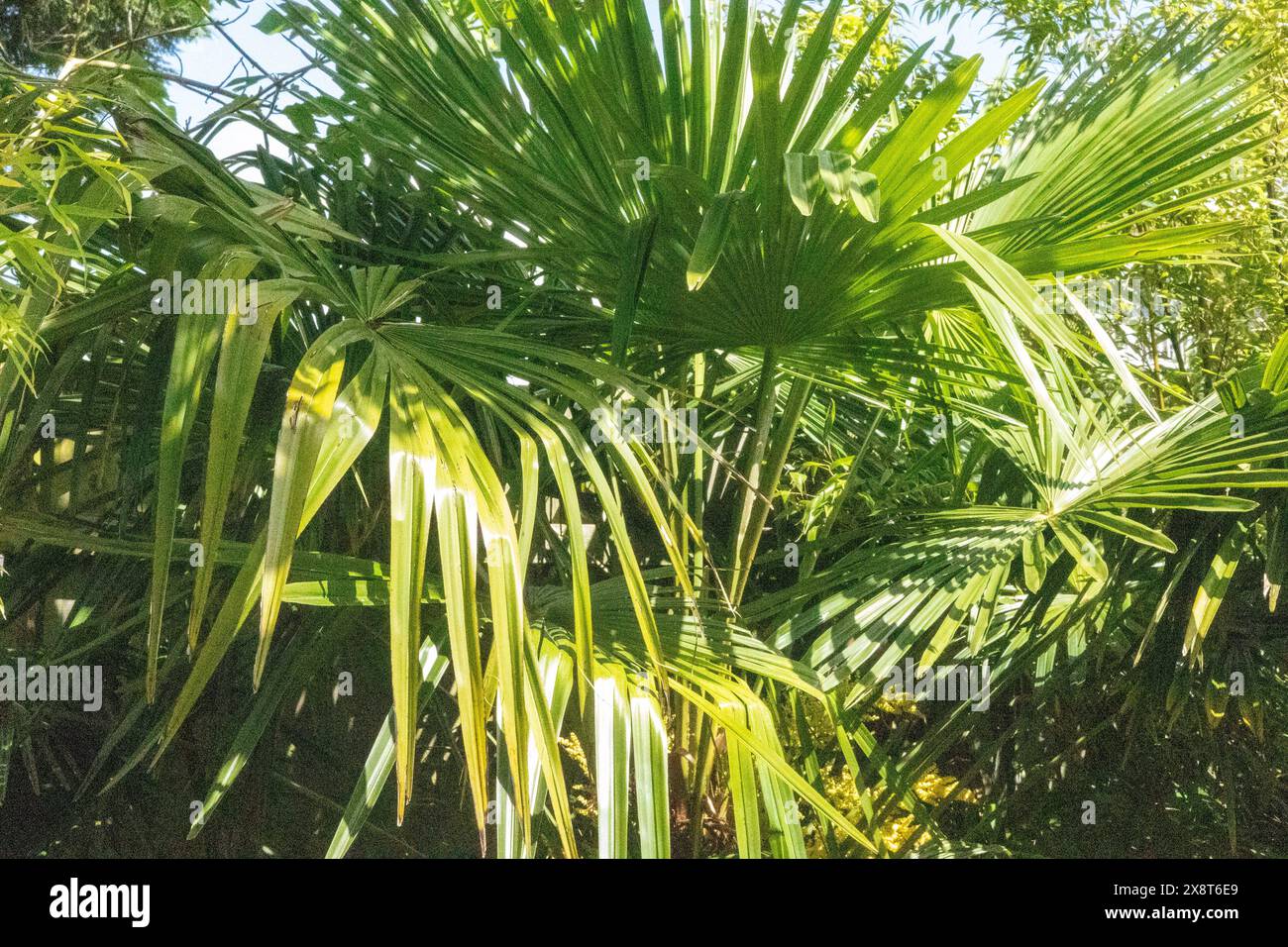 Trachycarpus Fortunei Palm Tree. Hardy Palm Tree that can be grown in ...