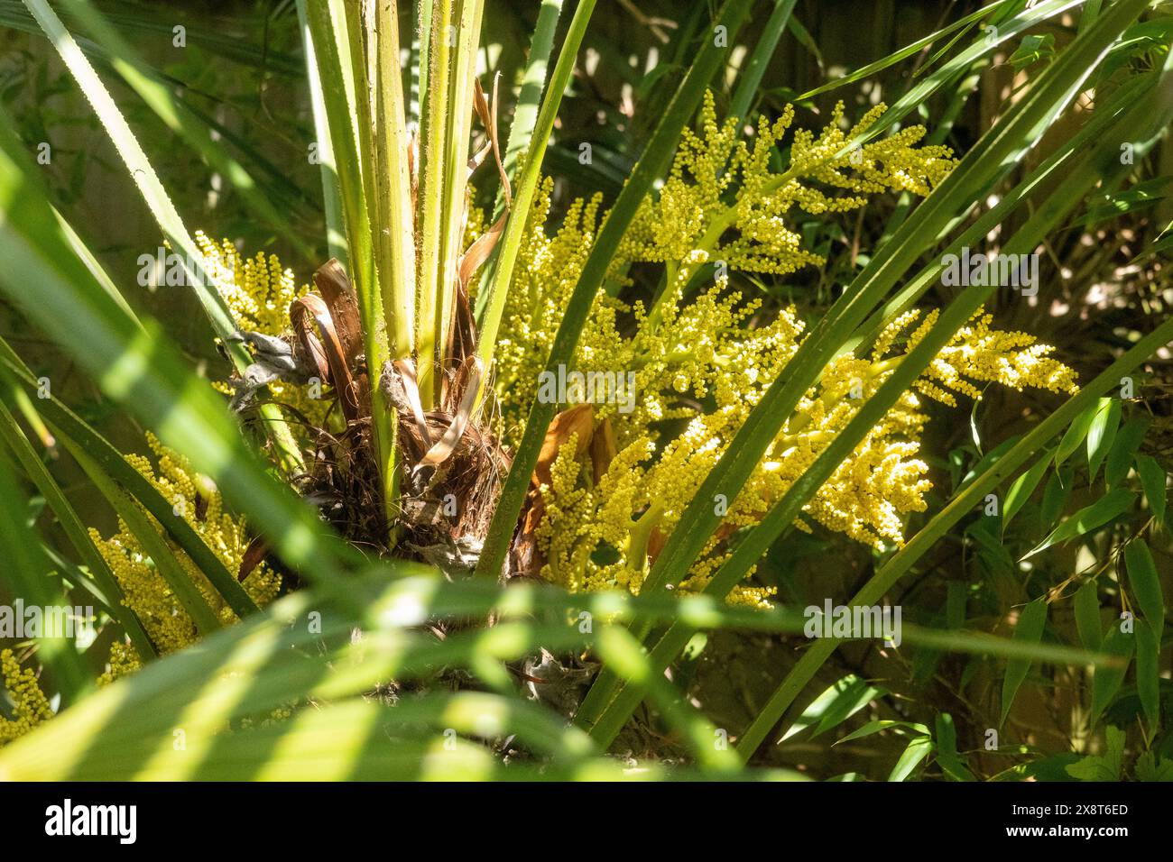 Trachycarpus Fortunei Palm Tree. Hardy Palm Tree that can be grown in ...
